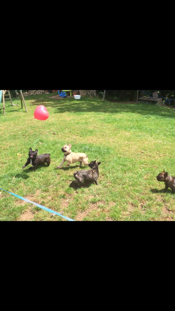 Accueil - Elevage David Le MENN - eleveur de chiens Bouledogue français